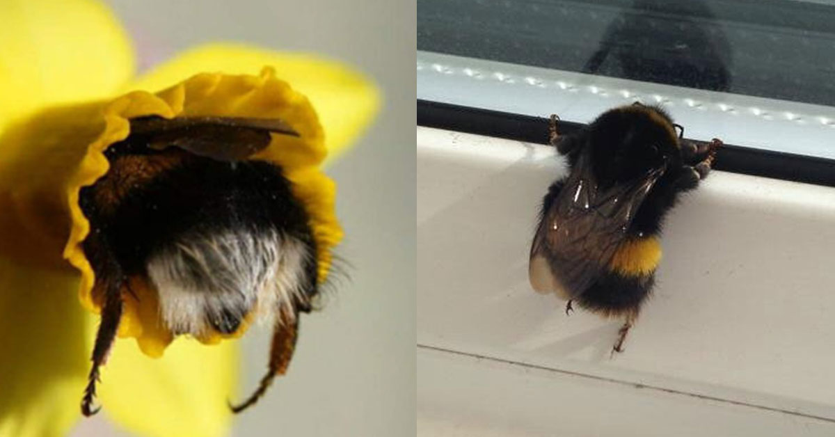 "복슬복슬해" 세상 귀여운 호박벌 엉덩이 | 위키트리