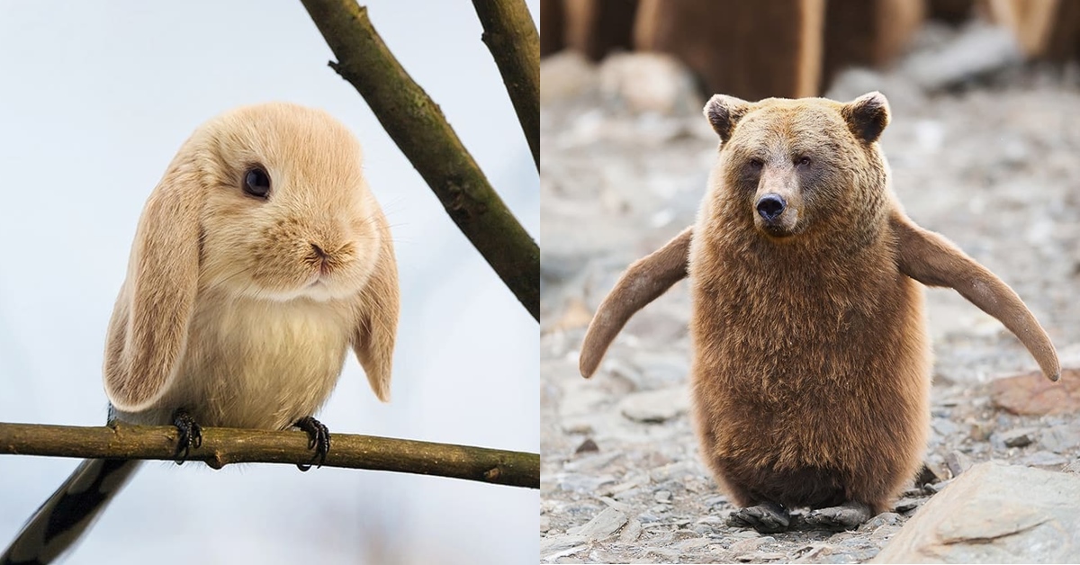 왕년의 '개새'를 기억하나요? 그보다 더 신기한 동물 합성사진 | 위키트리