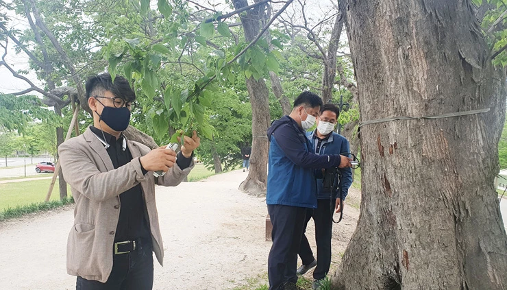 전남 담양군 관방제림 푸조나무, 새잎 돋아난다! | 위키트리