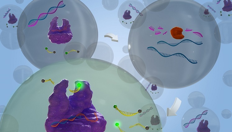 KAIST RNA 분해효소 검출 신기술 개발로 에이즈 치료제 개발 기여 | 위키트리