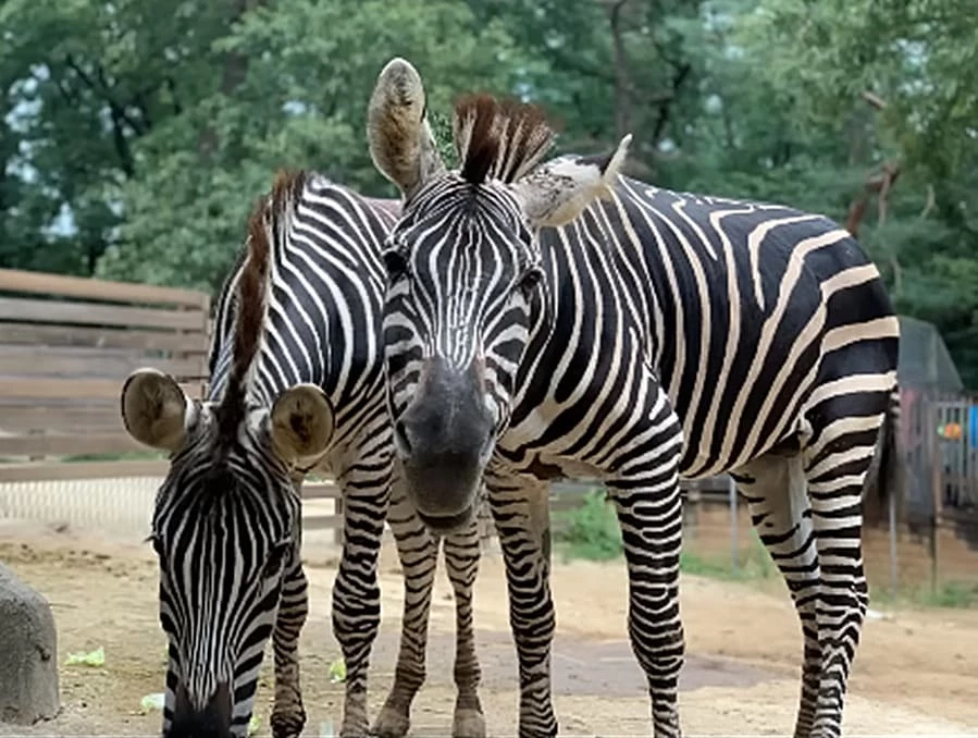 반항마' 세로, 이대로라면 재탈출 가능성 얼마든지 있다”...전문가의 이유 있는 주장 | 위키트리